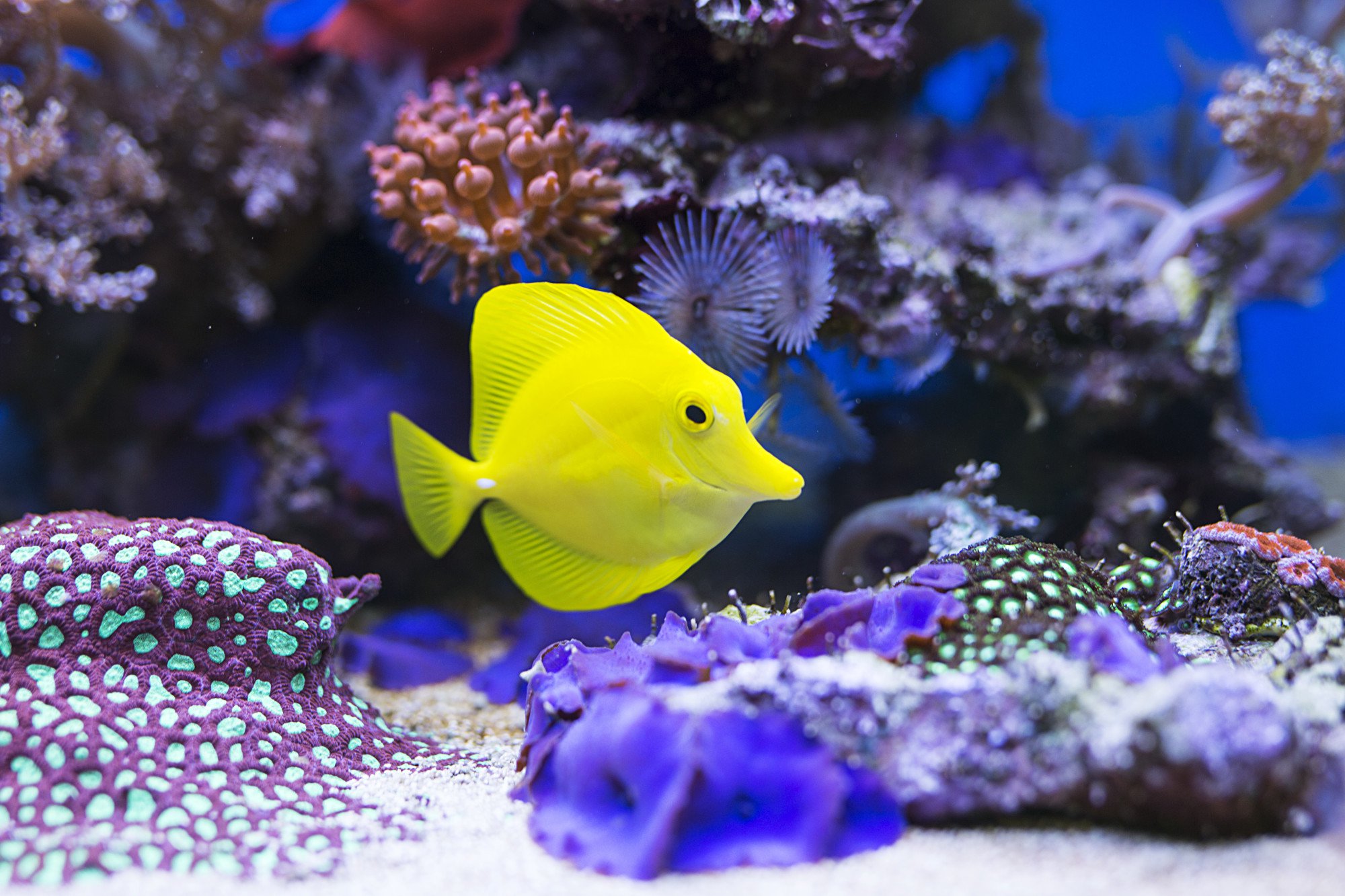 7 Keys to Maintaining a Marine Tank for Your Saltwater Fish