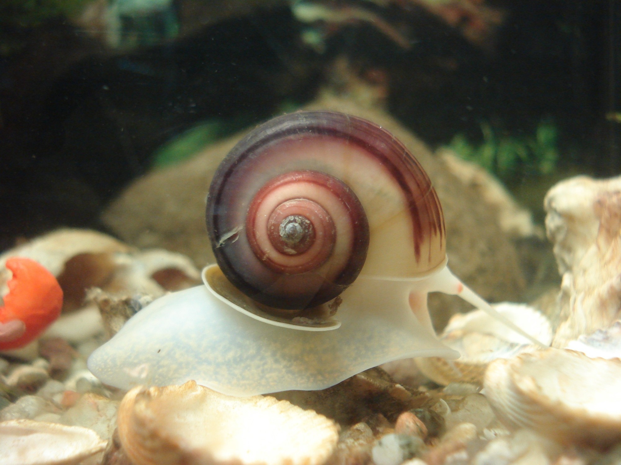 The Different Types of Aquarium Snails Explained