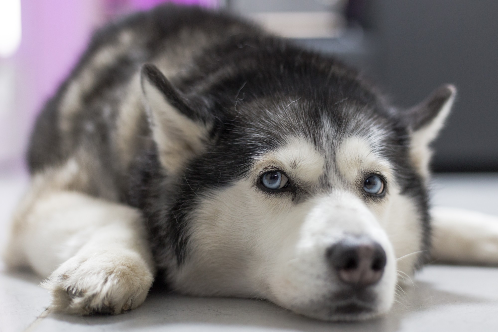 Your New Best Friend: 5 Husky Facts to Know Before Adopting