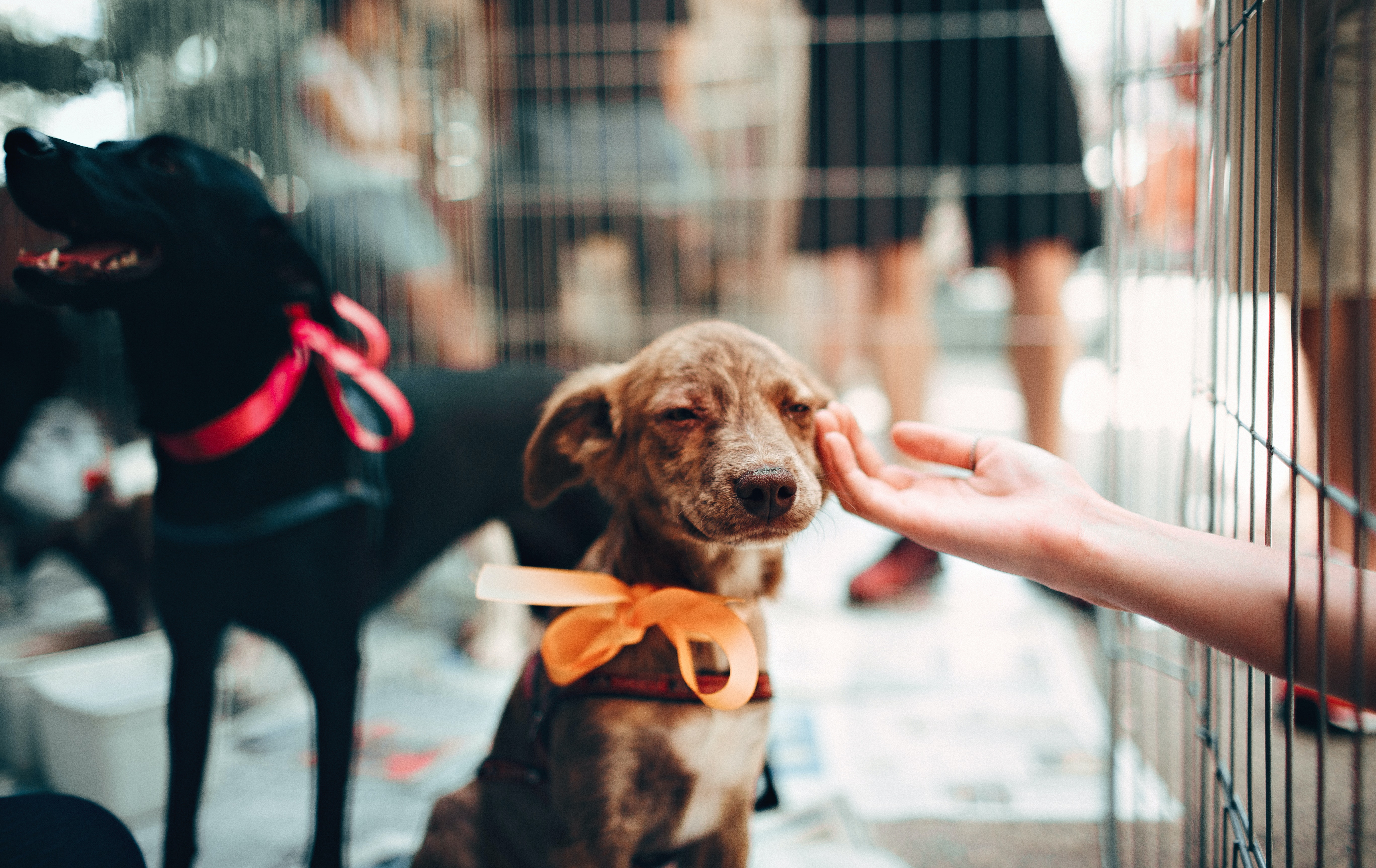 10 Helpful Tips for New Dog Owners
