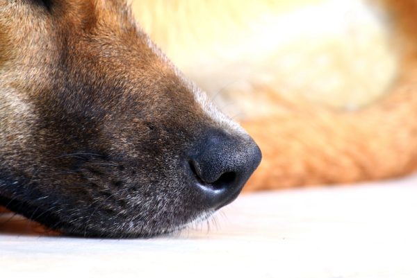 How to Treat Dry, Crusty Dog Nose