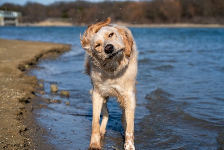 Why My Dog is Shaking His Head: Common Causes and Solutions