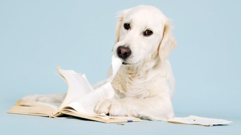 Why Is My Dog Eating Paper? The Answer May Surprise You