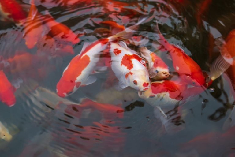 10 Surprising Facts About Koi Fish