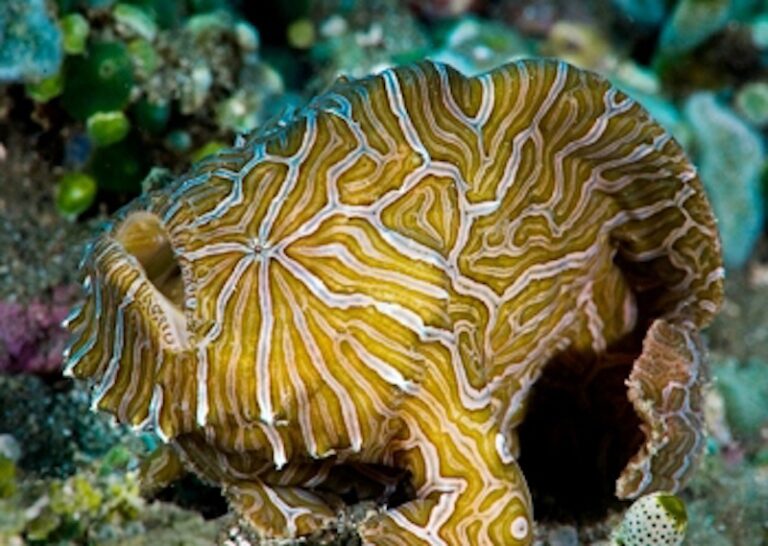 10 Fish with the Most Unusual Shapes