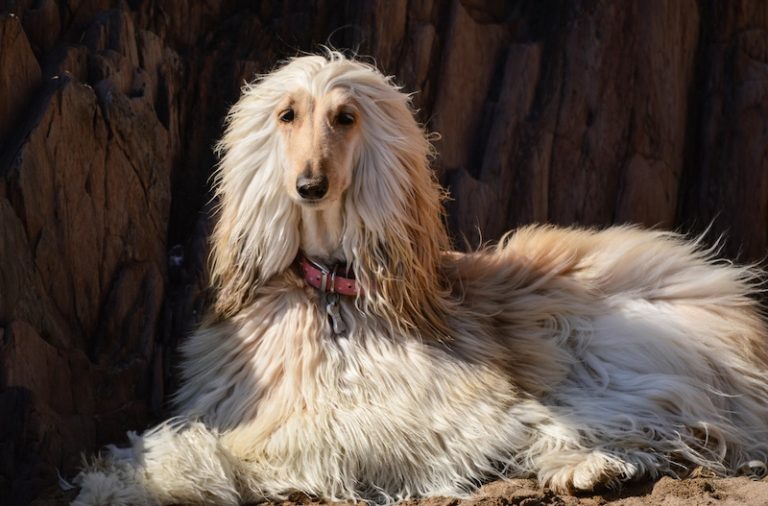 10 Ancient Dog Breeds Still Around Today