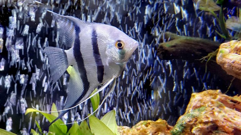 The 10 Most Unusual Fish Species You Can Keep at Home