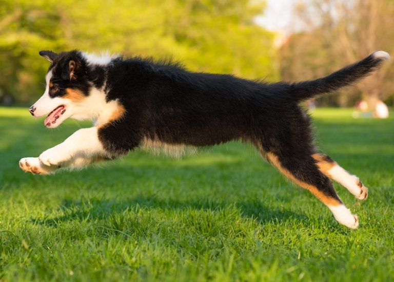 10 Dog Breeds That Are Perfect for Early Risers