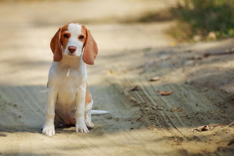 10 Dog Breeds with the Most Unique Bark