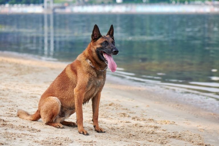 10 Dog Breeds That Are Prone to Territorial Behavior