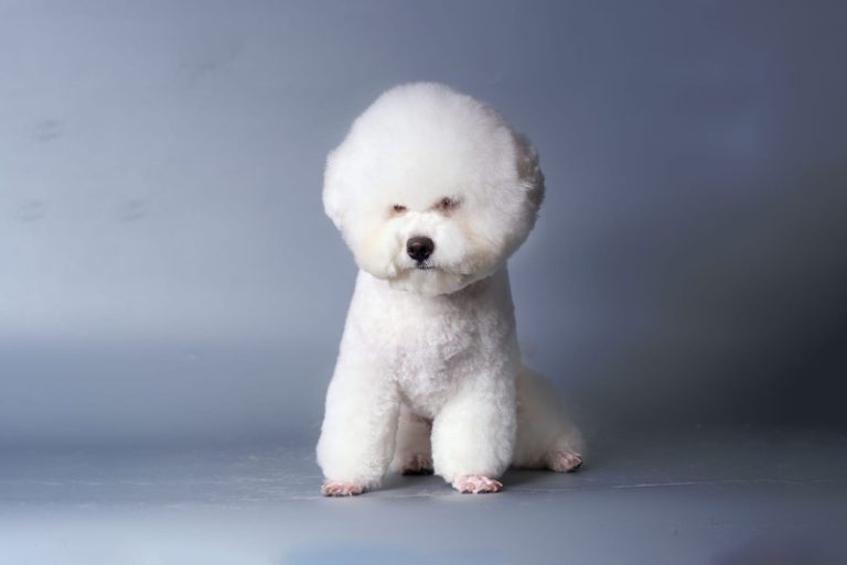 10 Small Dog Breeds That Love to Cuddle