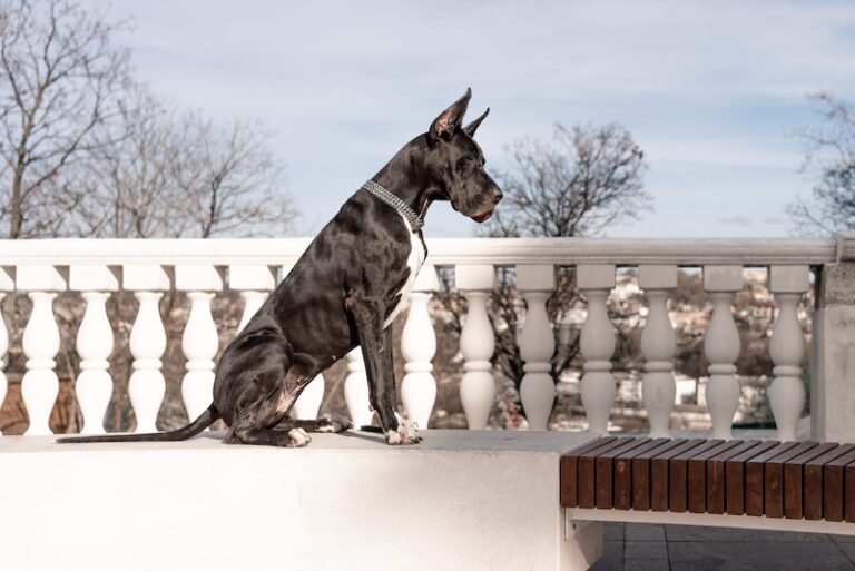 13 U.S. States That Have Official State Dogs