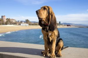 10 Dog Breeds That Are Famous for Their Wrinkles