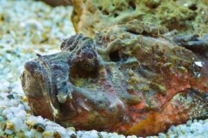 10 Fish with the Most Unusual Shapes