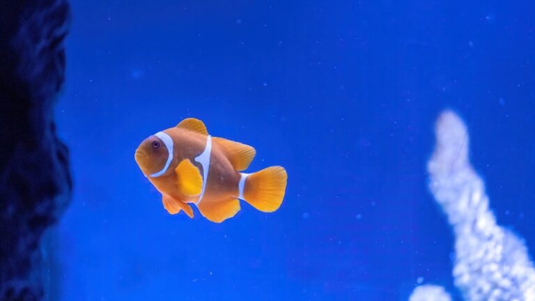 10 Fish That Change Color