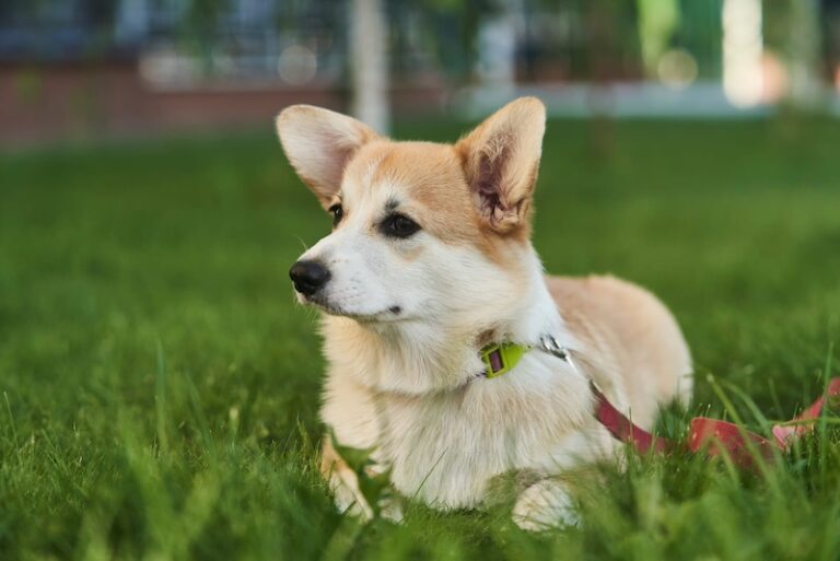 10 Dog Breeds That Are Known for Their Playfulness