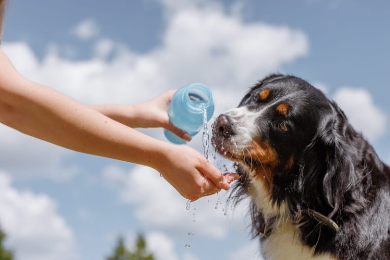 10 Interesting Facts About Dogs' Taste Buds