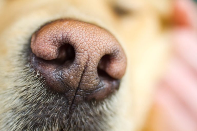 10 Fun Facts About Your Dog’s Nose