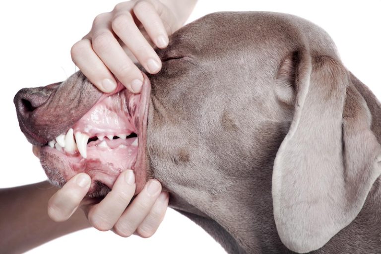 5 Interesting Facts About Dogs' Teeth