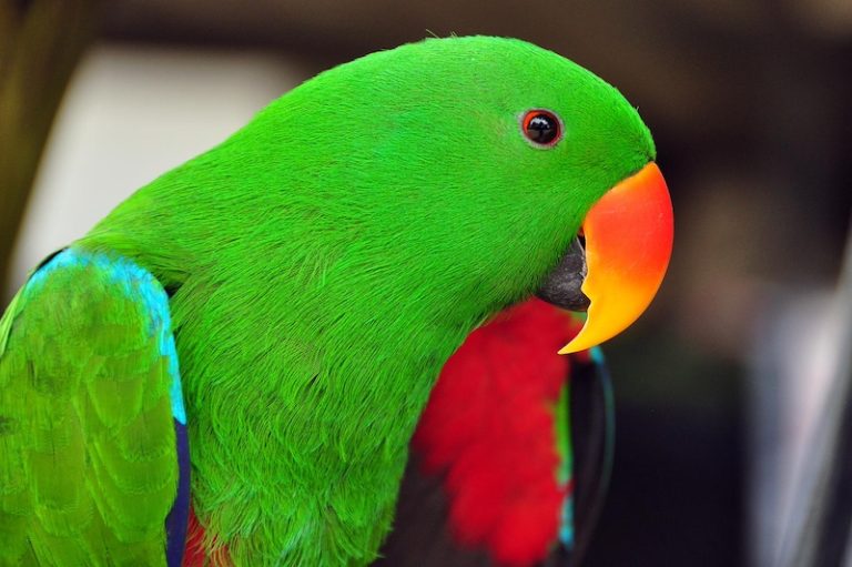 10 Interesting Facts About Parrots