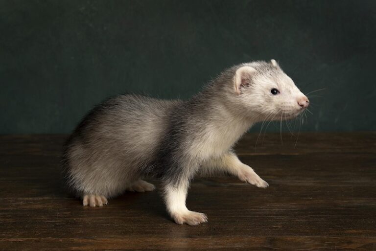 10 Fun Ferret Facts You Didn’t Know