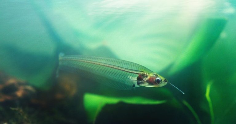 The 10 Most Unusual Fish Species You Can Keep at Home