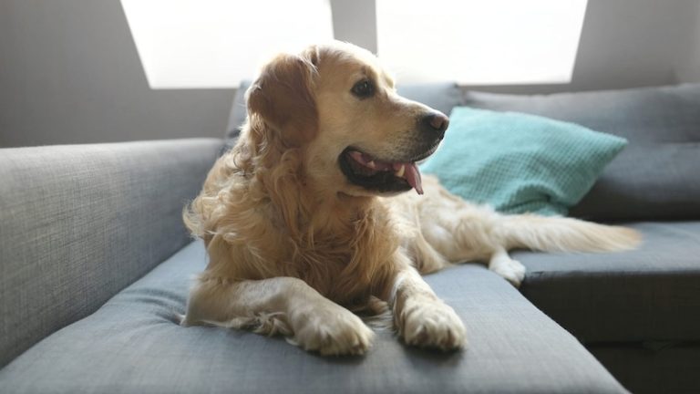 10 Things You Didn’t Know About Dog Fur