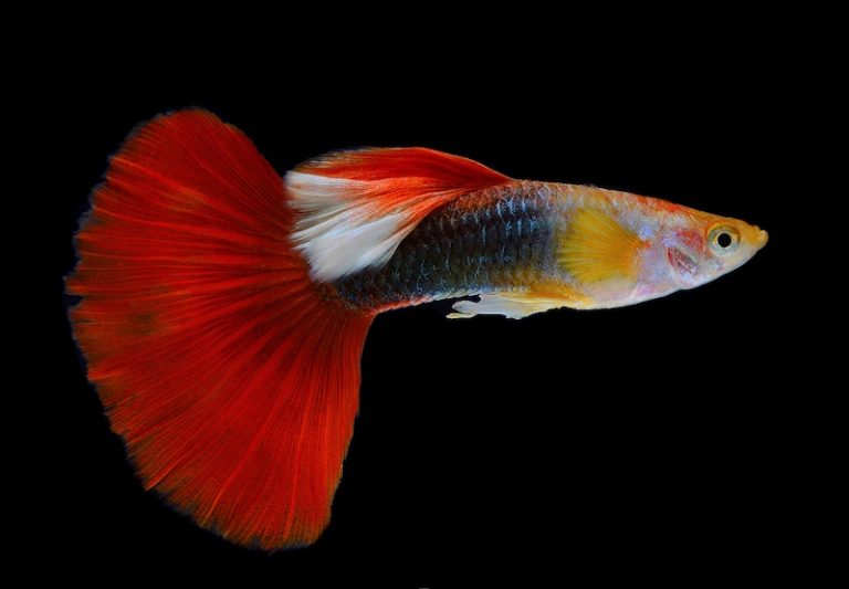 10 Most Active Fish for a Lively Aquarium
