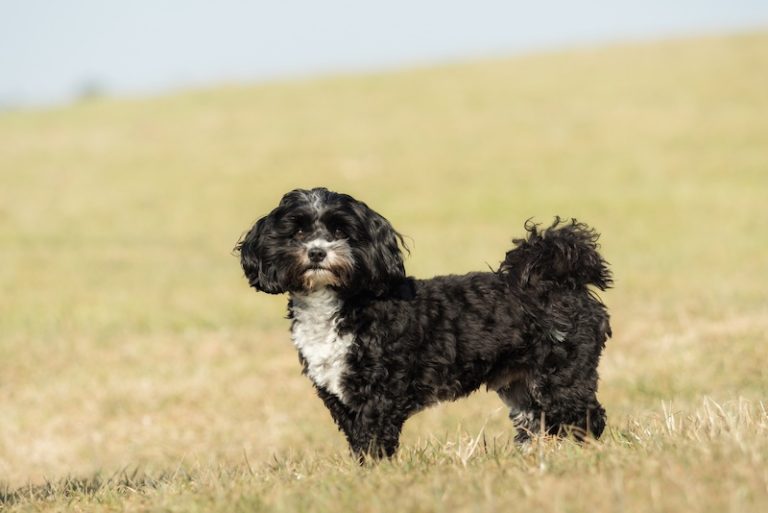 10 Most Popular Small Dog Breeds in the U.S.