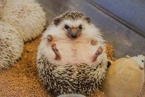 10 Fun Facts About Hedgehogs