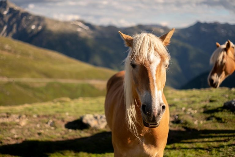 10 Most Graceful Animals in the World