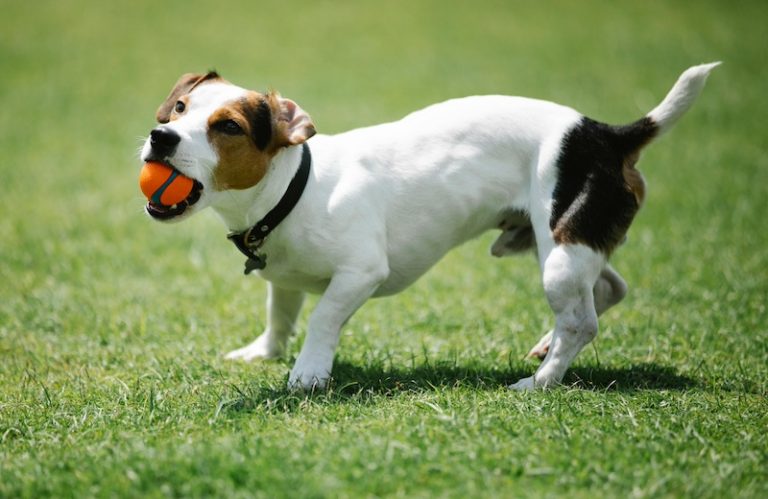10 Small Dog Breeds That Are Surprisingly Athletic
