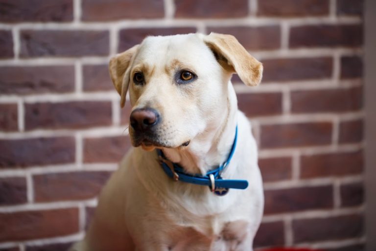 10 Dog Breeds That Are Ideal for Therapy Work