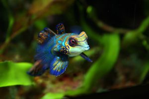 10 Fish That Change Color