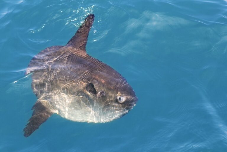 10 Fish with the Most Unusual Shapes