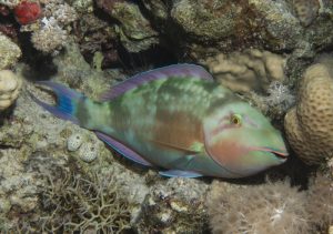 10 Fish That Change Color