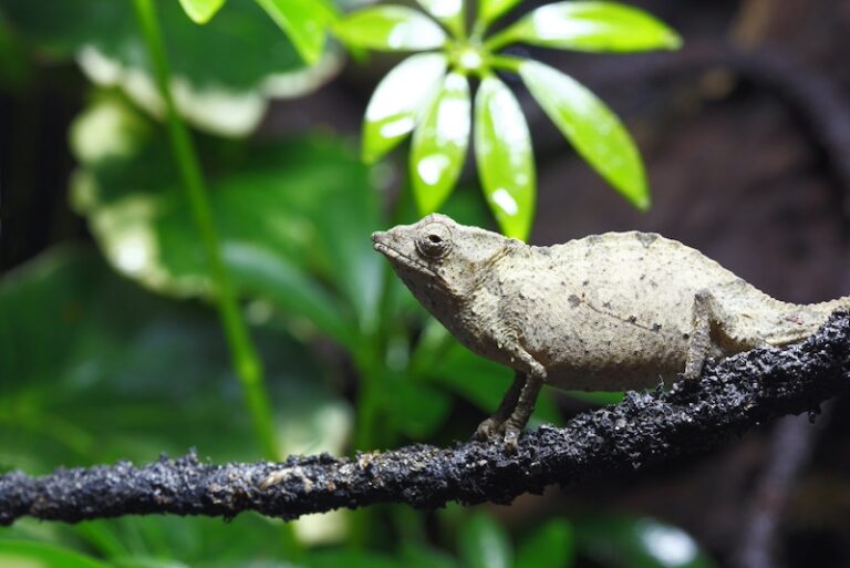10 Reptiles That Can Live in a Small Terrarium