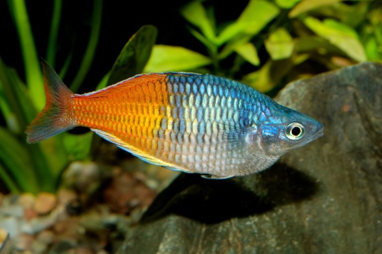 10 Most Active Fish for a Lively Aquarium