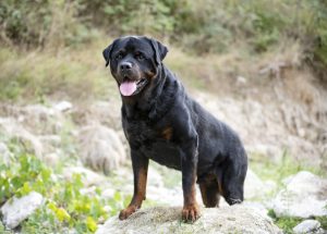 10 Dog Breeds That Have the Most Muscular Builds