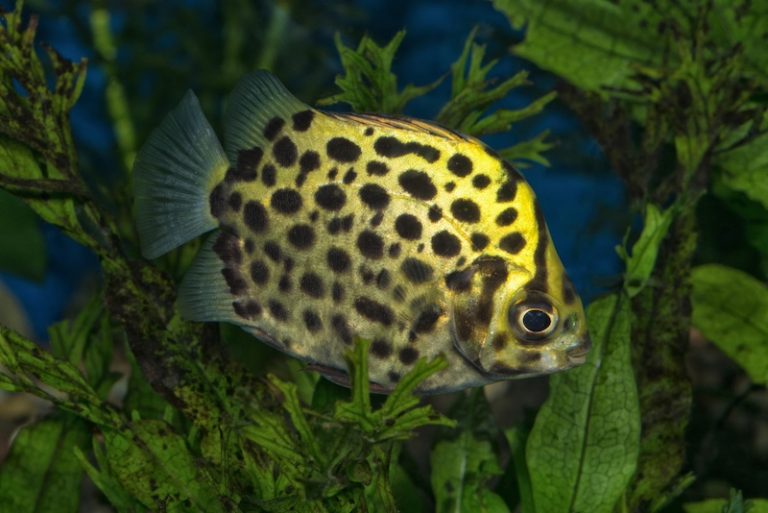 The 10 Most Unusual Fish Species You Can Keep at Home
