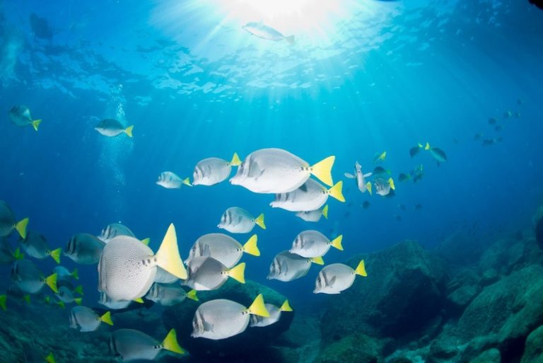 10 Fascinating Fish Behaviors Explained