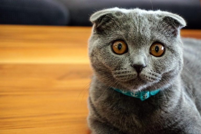 10 Cat Breeds With Unique Personalities