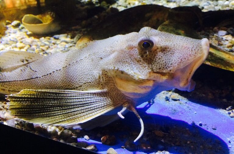 10 Fish with the Most Unusual Shapes