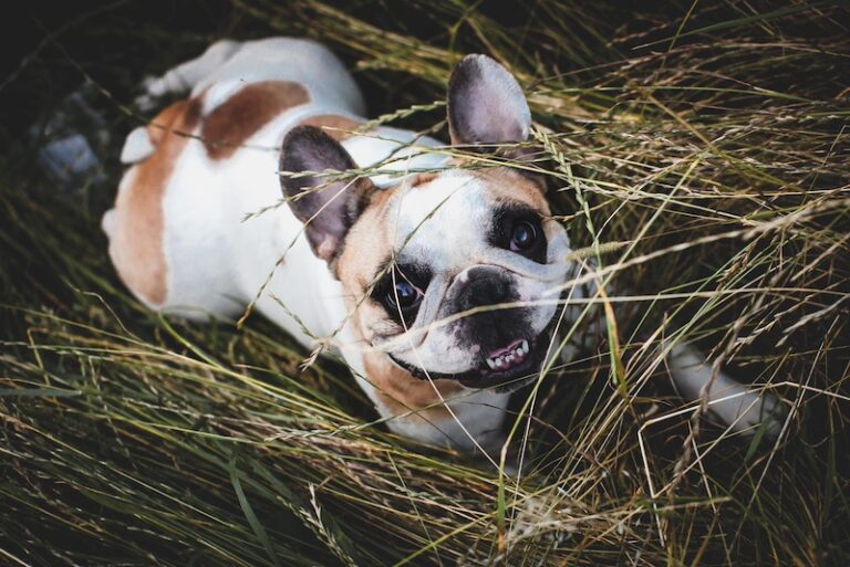 10 Dog Breeds That Look Like They’re Smiling