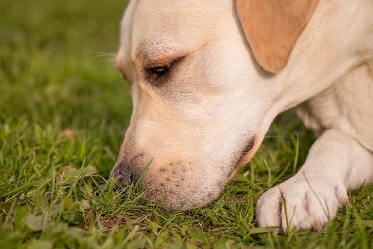10 Interesting Facts About Dogs' Taste Buds