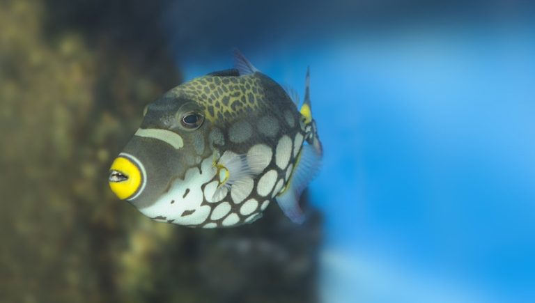 The 10 Most Unusual Fish Species You Can Keep at Home