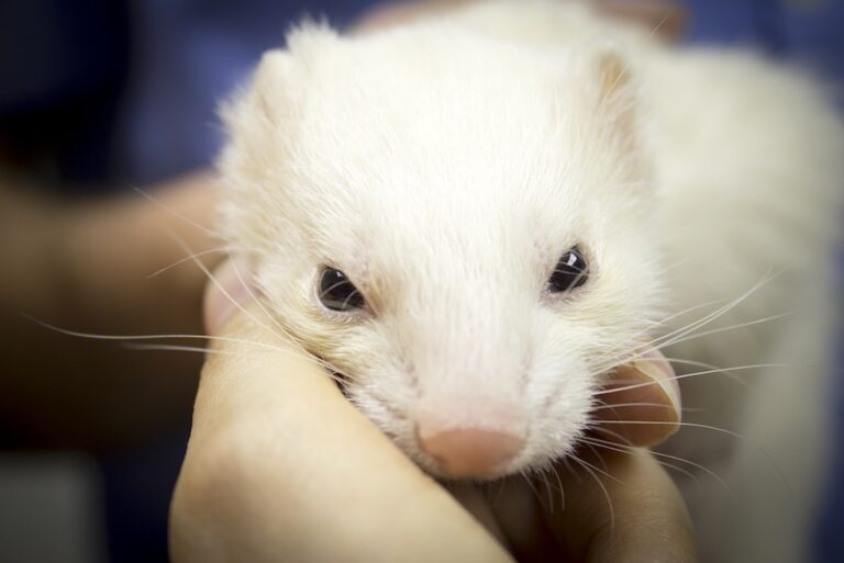 10 Fun Ferret Facts You Didn’t Know