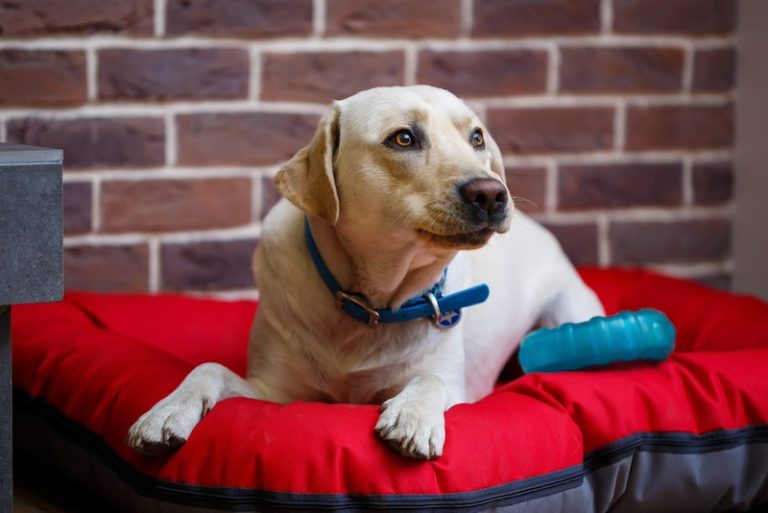 10 Most Expensive Pets in the World