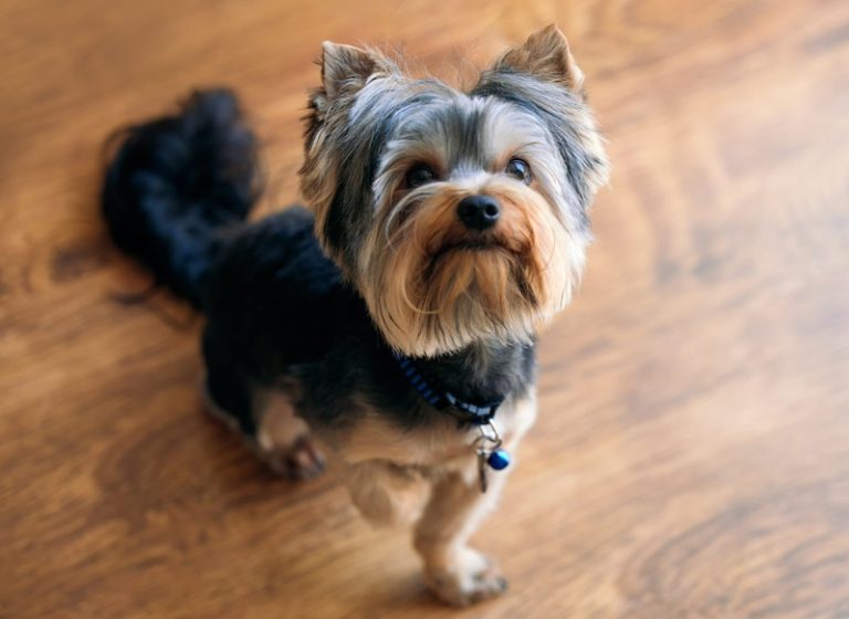 10 Interesting Facts About Yorkshire Terriers