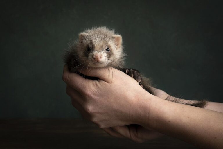 10 Fun Ferret Facts You Didn’t Know